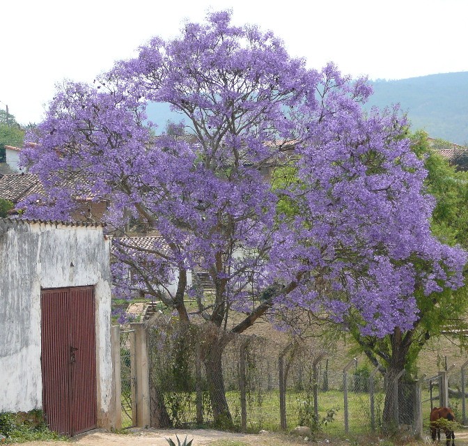 bolivia/peru